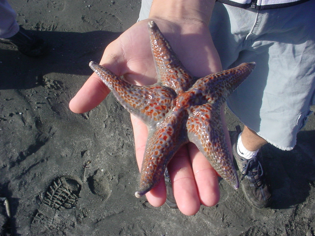 Dermasterias imbricata